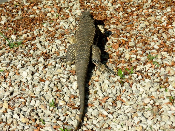 Lagarto overo, 3 : Visto en Baires